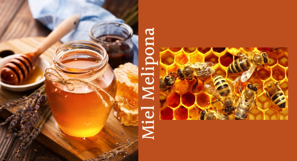 Miel Melipona: qué es, beneficios y donde comprar